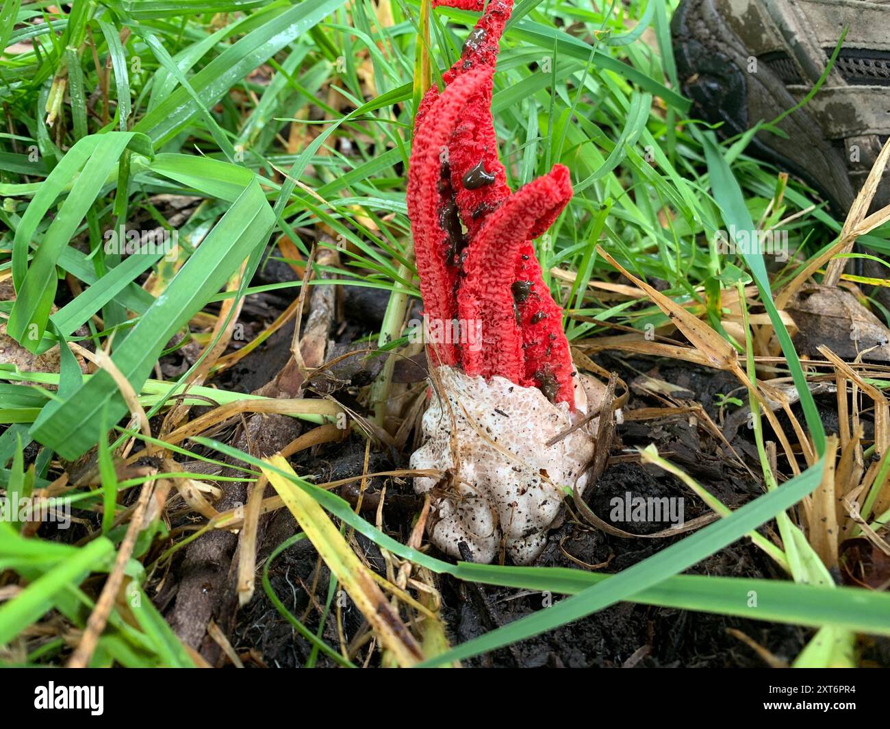 devil's-fingers (Clathrus archeri) Fungi Stock Photo - Alamy