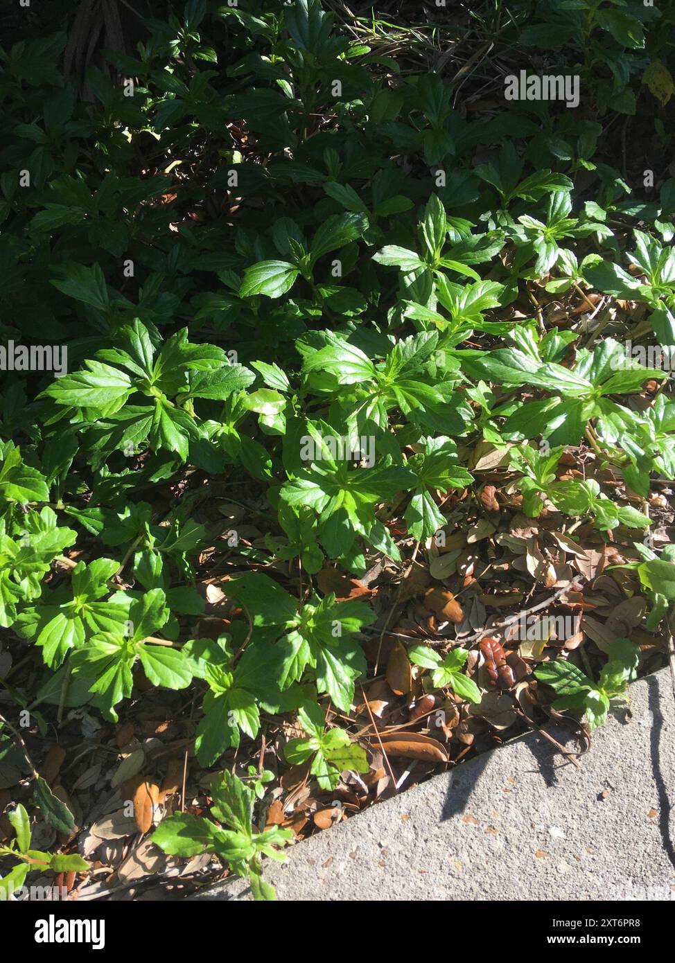 trailing daisy (Sphagneticola trilobata) Plantae Stock Photo - Alamy