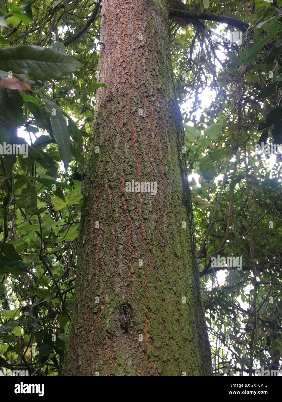 Andean oak (Quercus humboldtii) Plantae Stock Photo - Alamy
