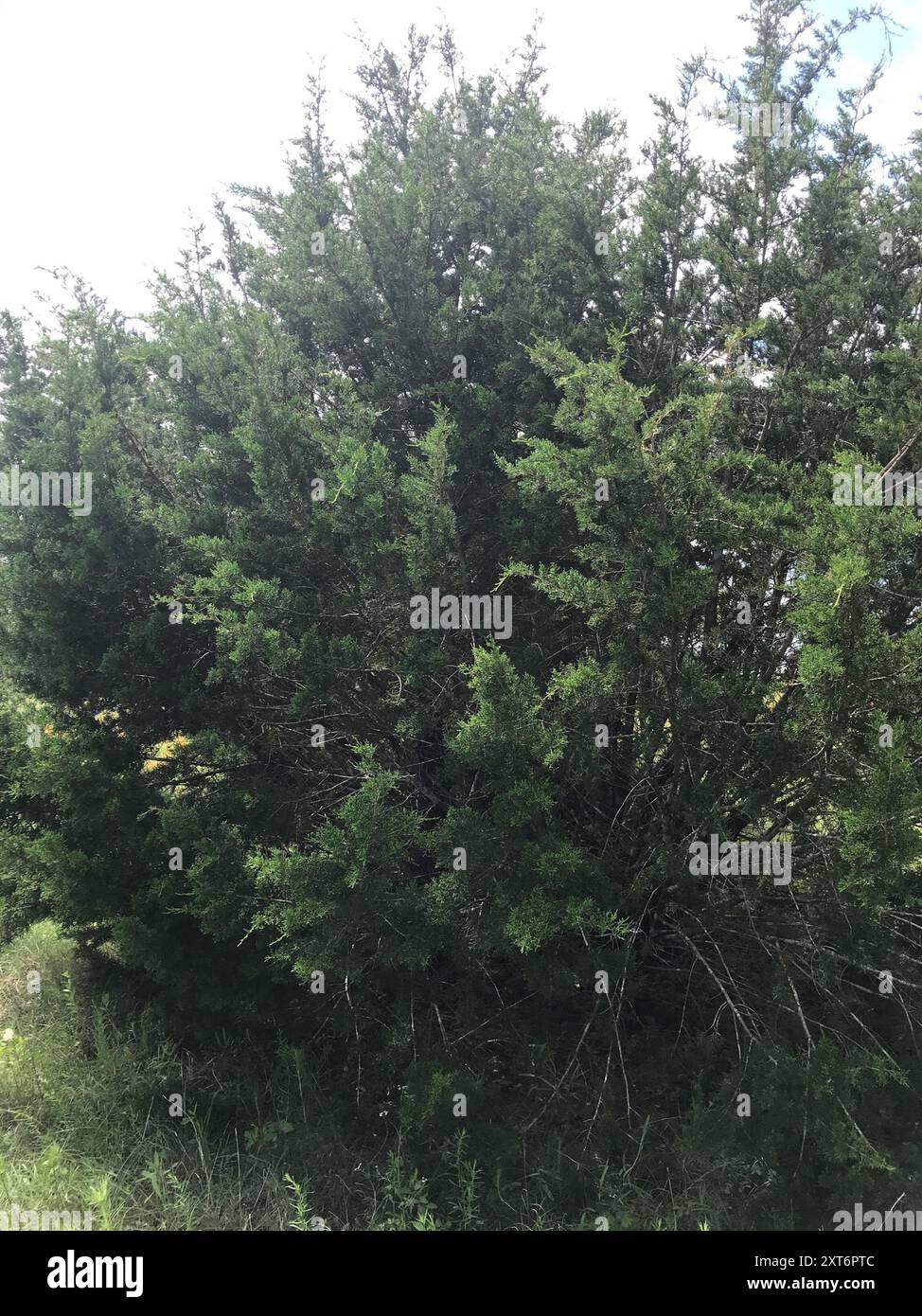 Ashe juniper (Juniperus ashei) Plantae Stock Photo - Alamy