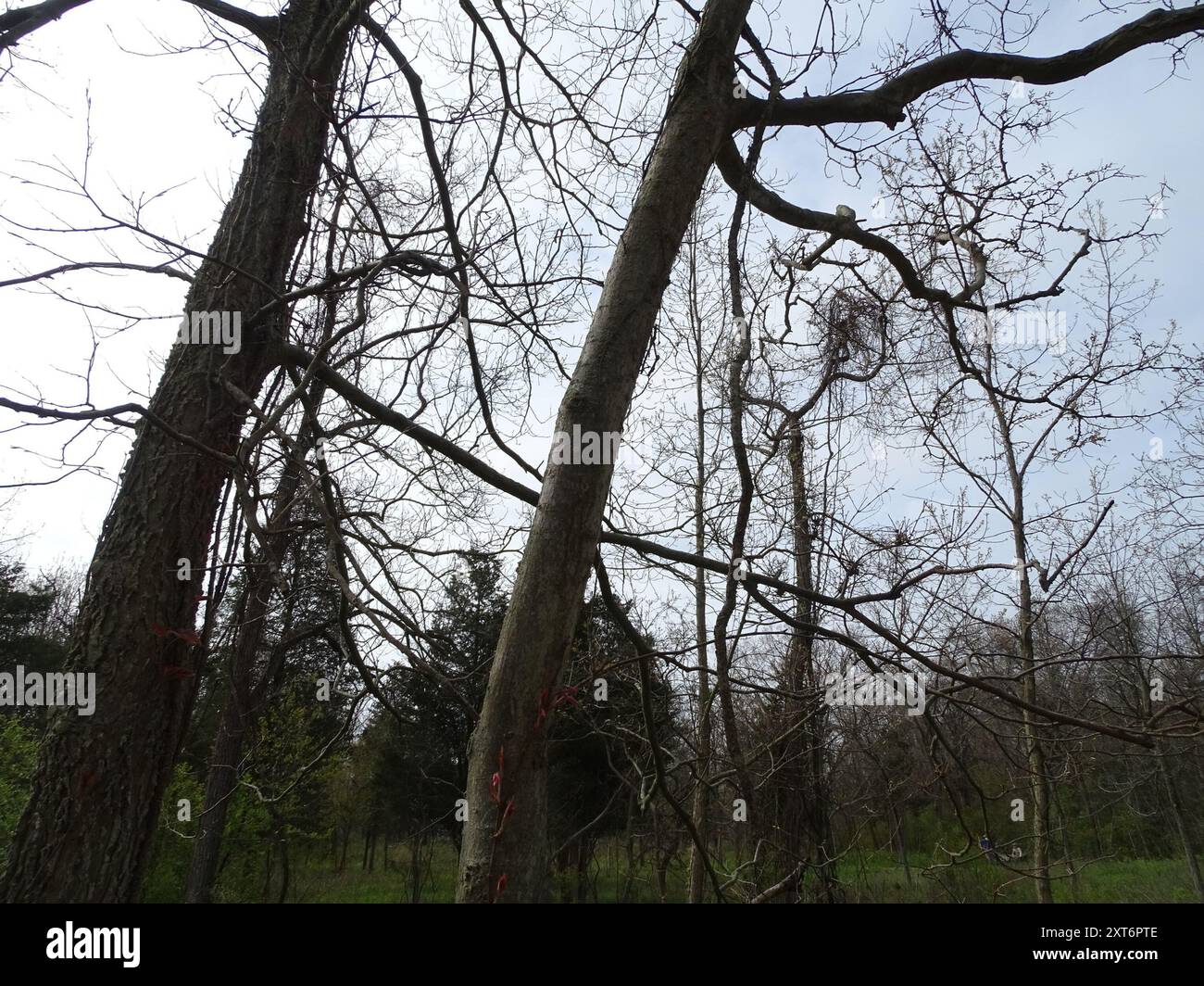 Dwarf Hackberry (Celtis tenuifolia) Plantae Stock Photo - Alamy