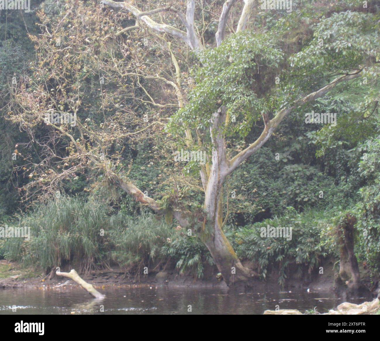 Mexican Sycamore (Platanus mexicana) Plantae Stock Photo - Alamy