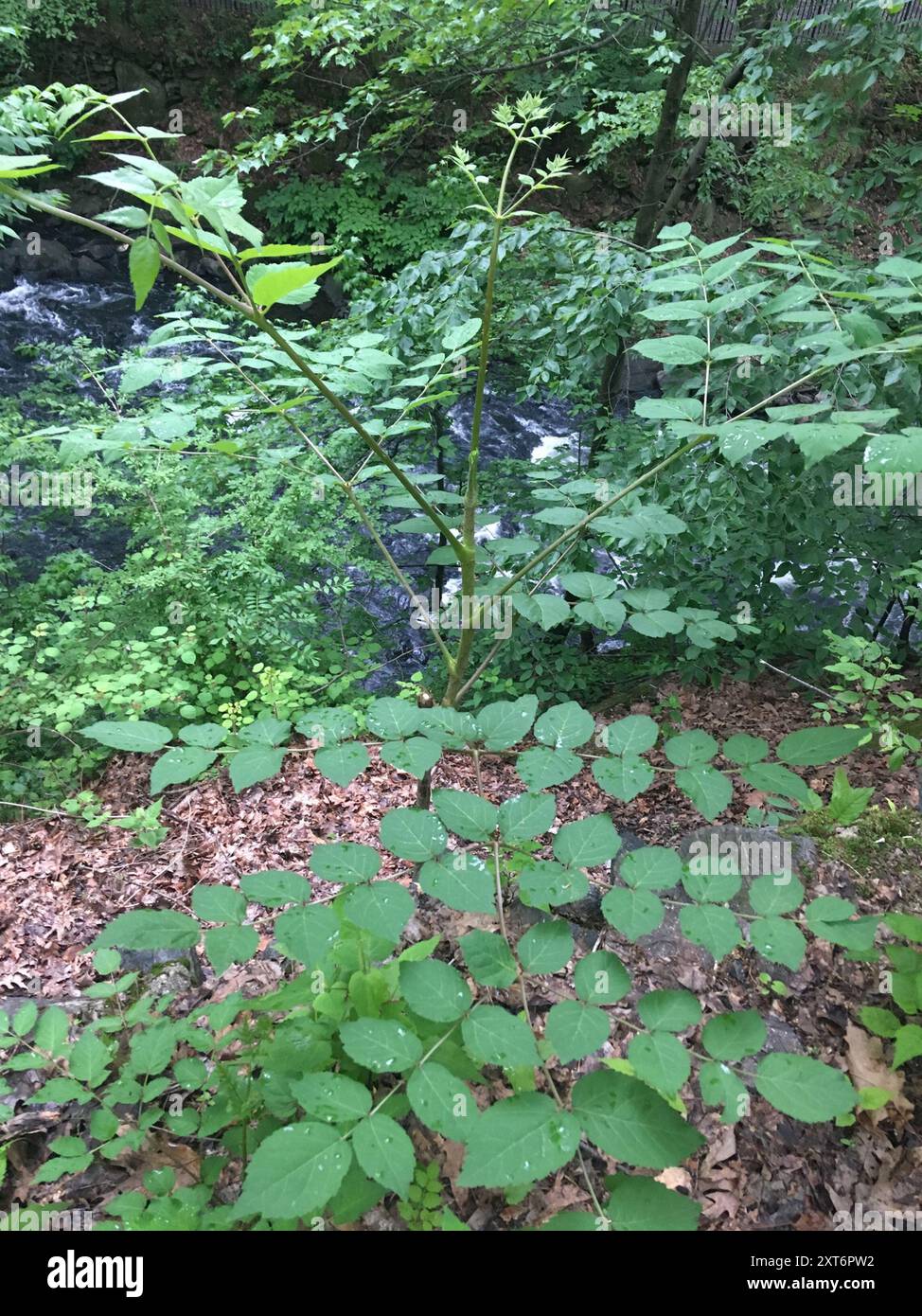 Japanese angelica tree (Aralia elata) Plantae Stock Photo - Alamy