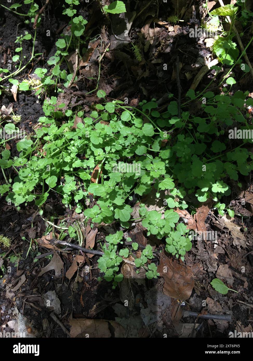 Ivy-leaved Speedwell (Veronica hederifolia) Plantae Stock Photo - Alamy