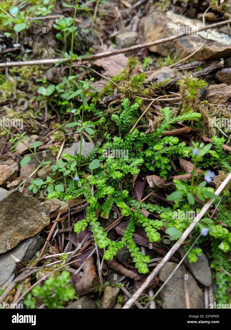 Douglas' Spikemoss (Selaginella douglasii) Plantae Stock Photo - Alamy