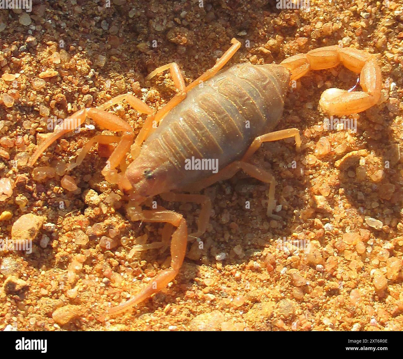 Granulated Thick-tailed Scorpion (Parabuthus granulatus) Arachnida ...