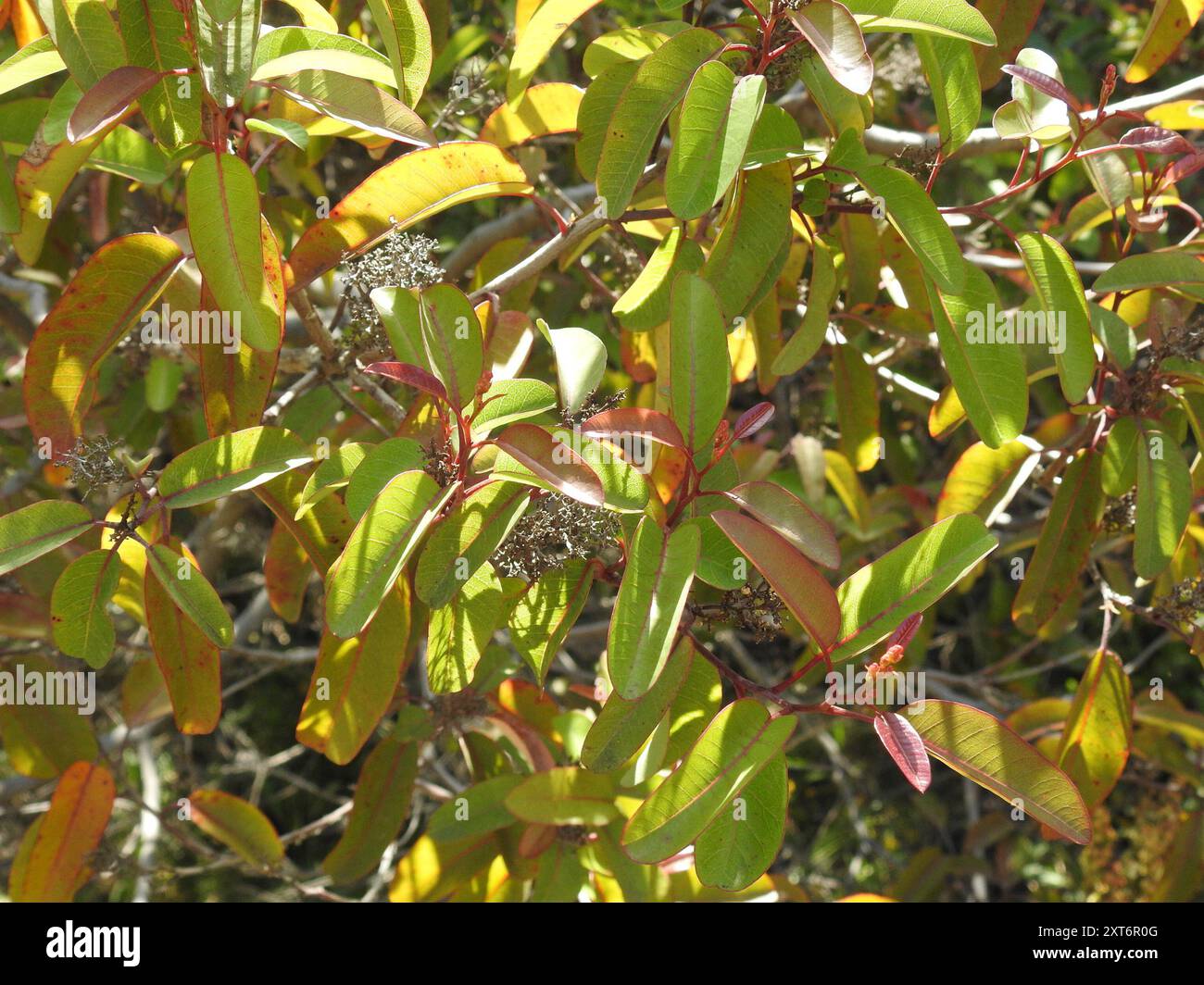 laurel sumac (Malosma laurina) Plantae Stock Photo - Alamy