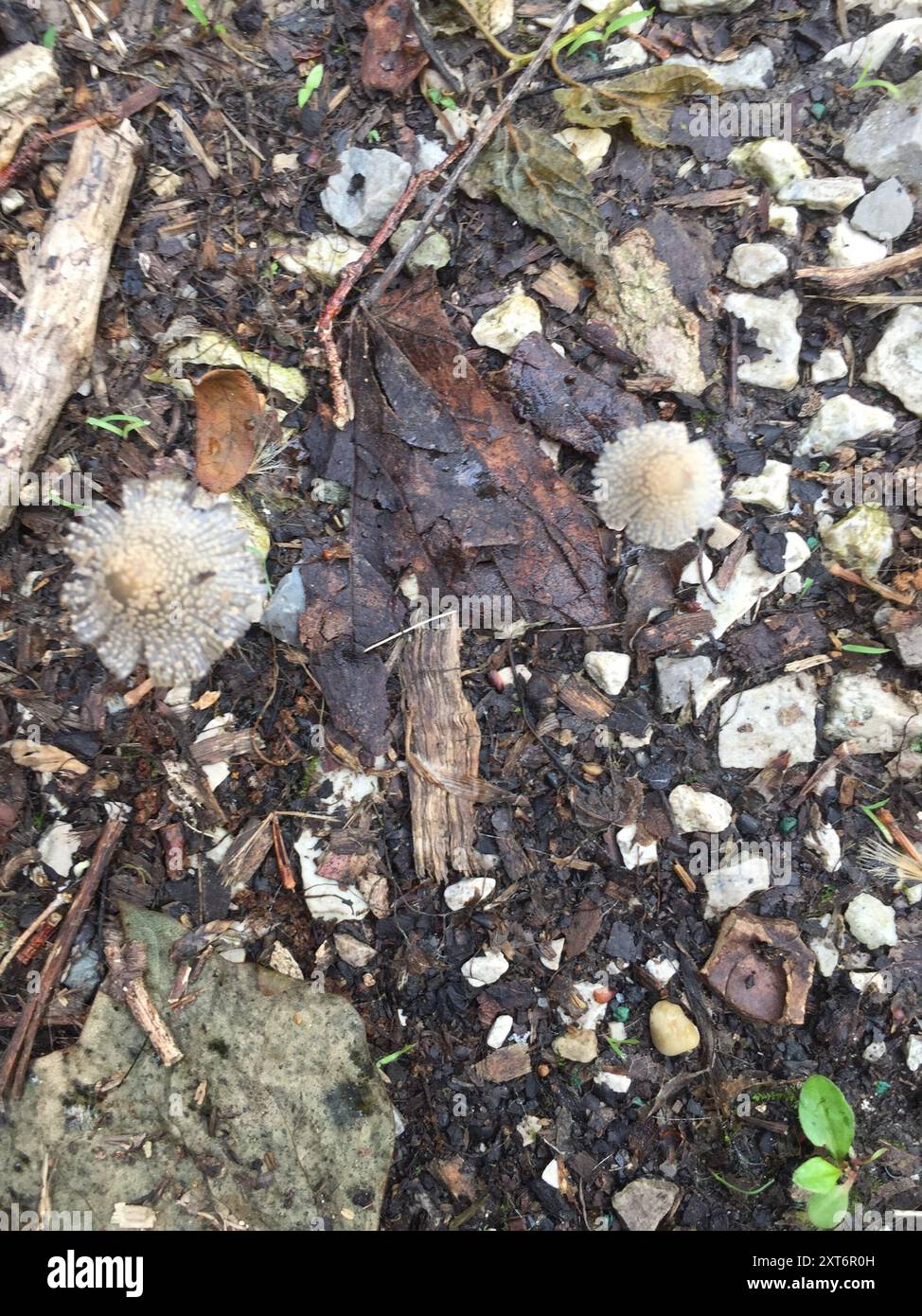 Brittlestems and Allies (Psathyrellaceae) Fungi Stock Photo - Alamy