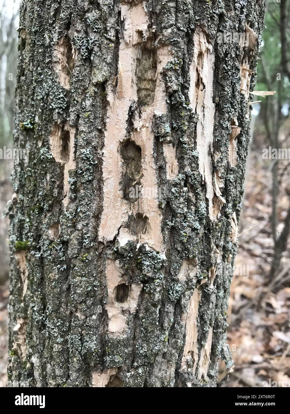Emerald Ash Borer (Agrilus planipennis) Insecta Stock Photo - Alamy