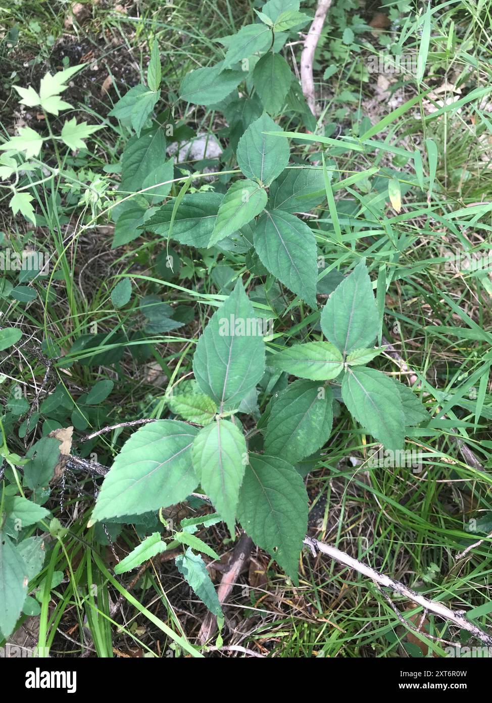 shrubby copperleaf (Acalypha phleoides) Plantae Stock Photo - Alamy