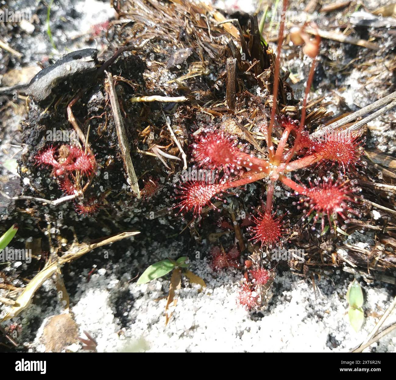 Pink Sundew (Drosera capillaris) Plantae Stock Photo - Alamy