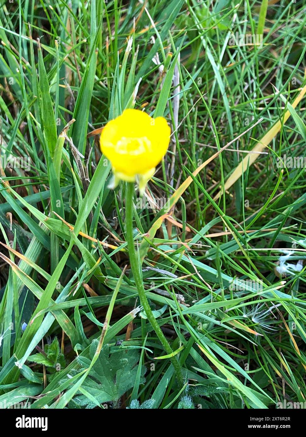 bulbous buttercup (Ranunculus bulbosus) Plantae Stock Photo - Alamy