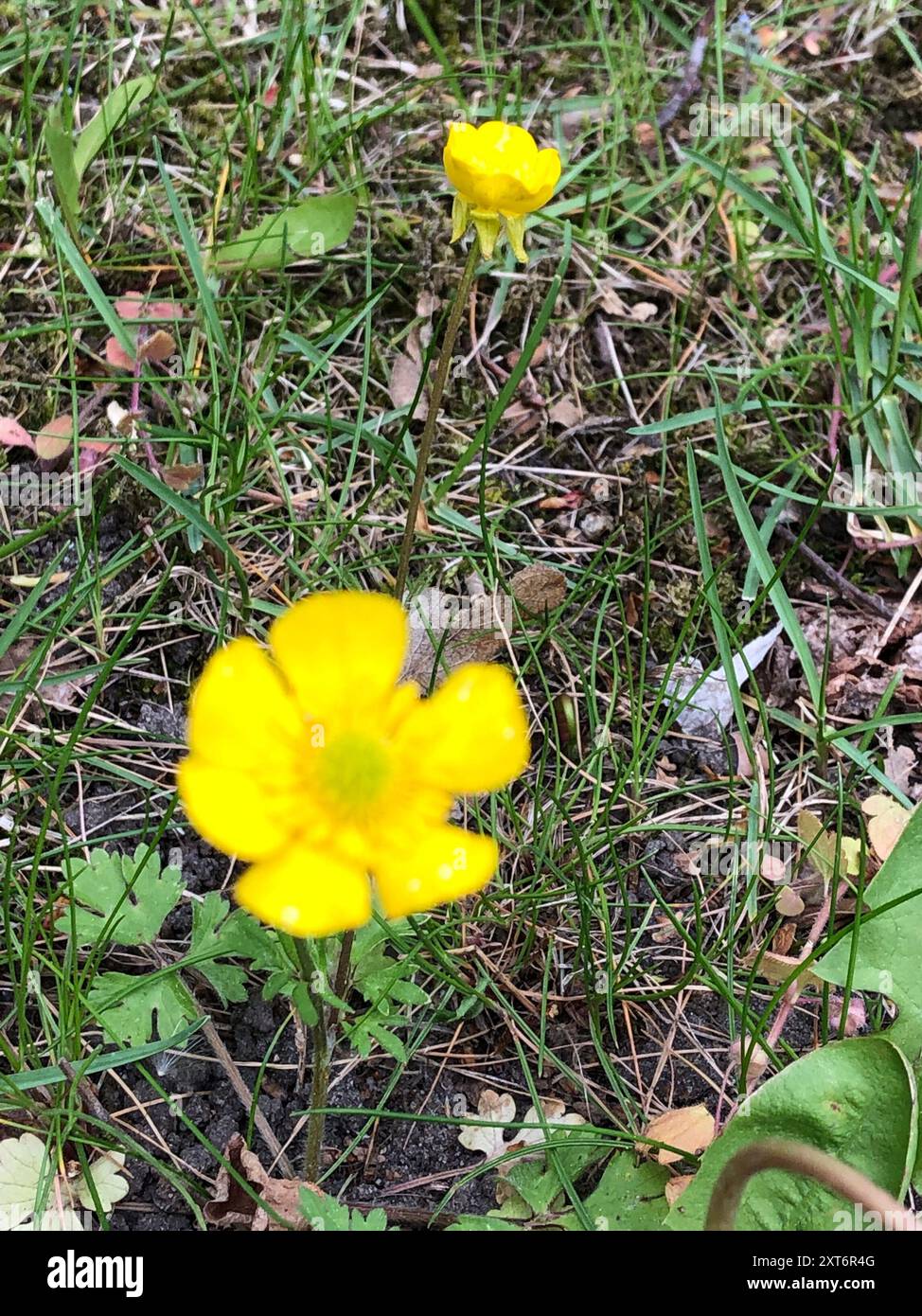 bulbous buttercup (Ranunculus bulbosus) Plantae Stock Photo - Alamy