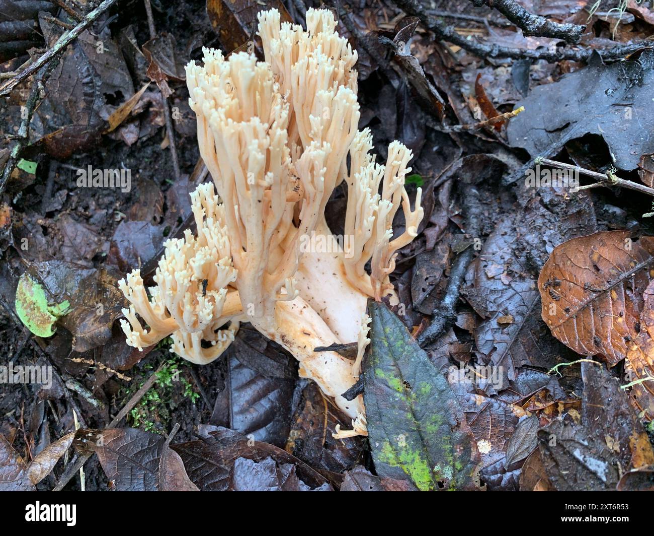 Coral Fungi (Ramaria) Fungi Stock Photo - Alamy