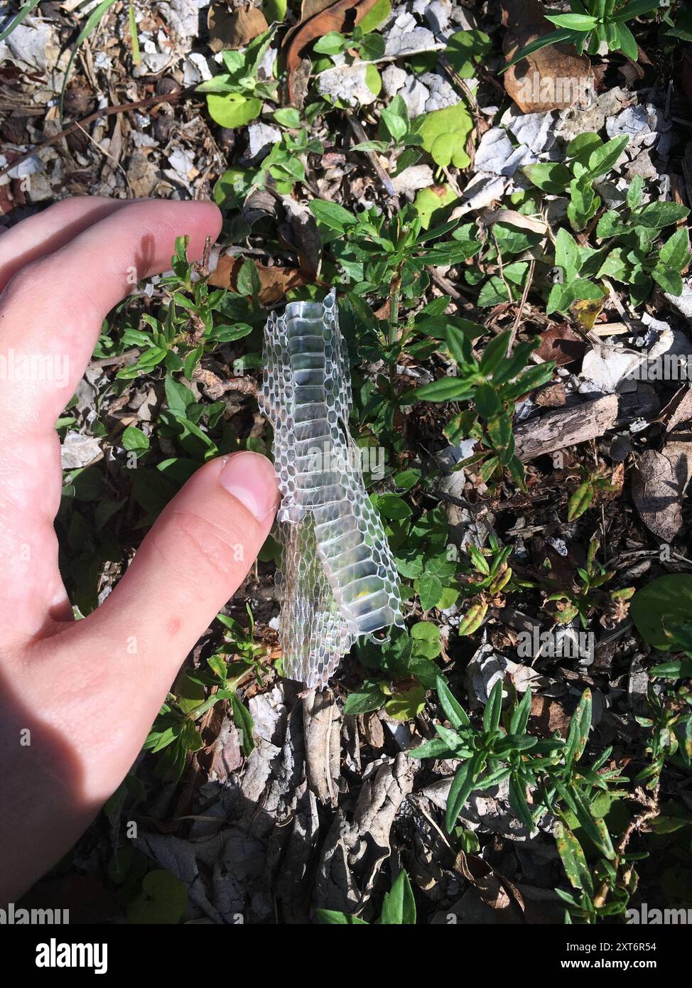 Snakes (Serpentes) Reptilia Stock Photo - Alamy