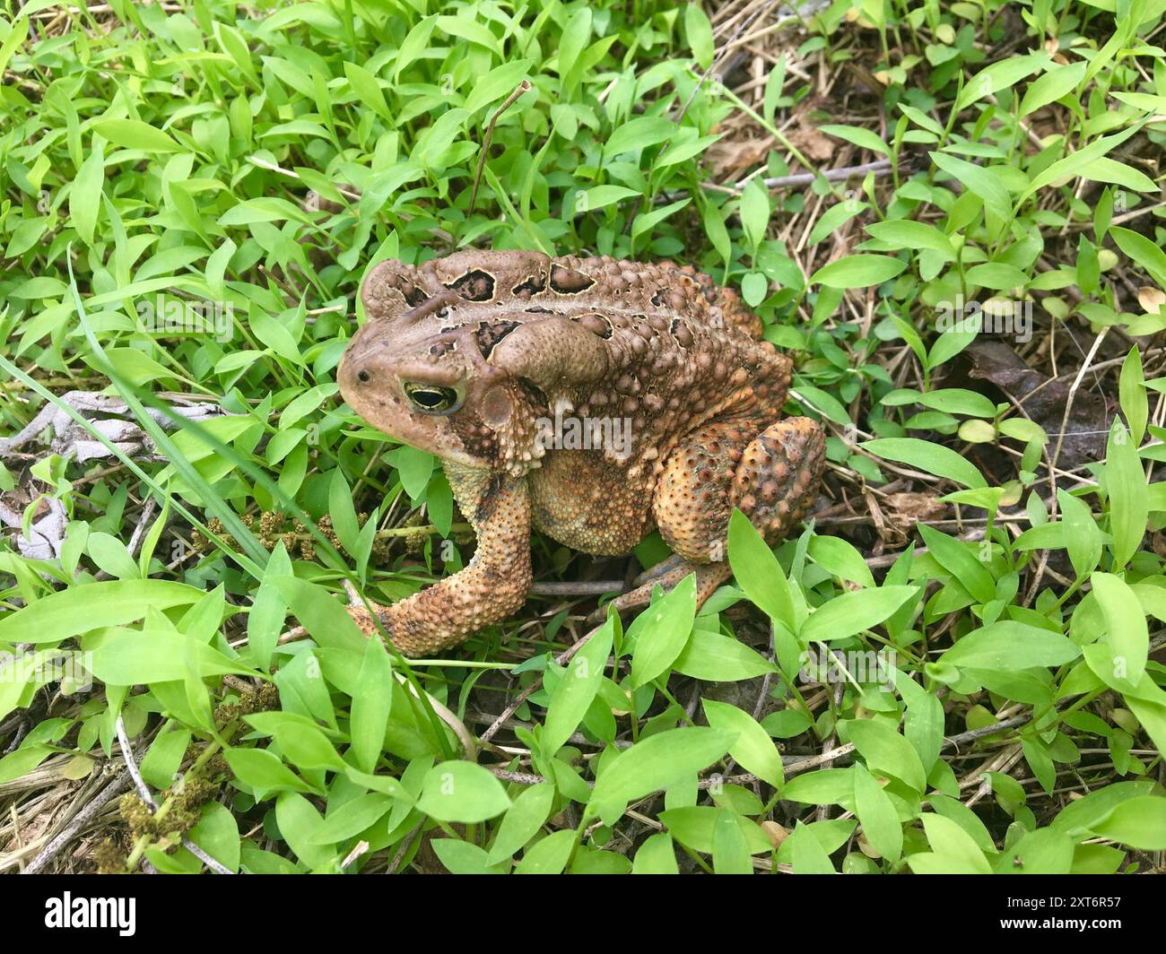 American Toad (Anaxyrus americanus) Amphibia Stock Photo - Alamy
