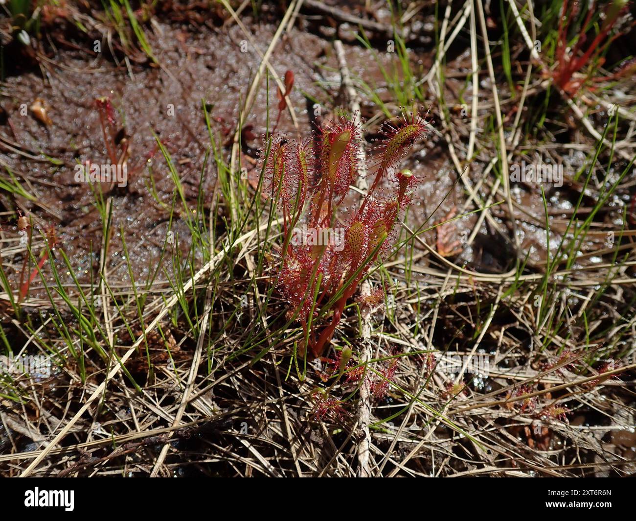 Great Sundew (Drosera anglica) Plantae Stock Photo - Alamy