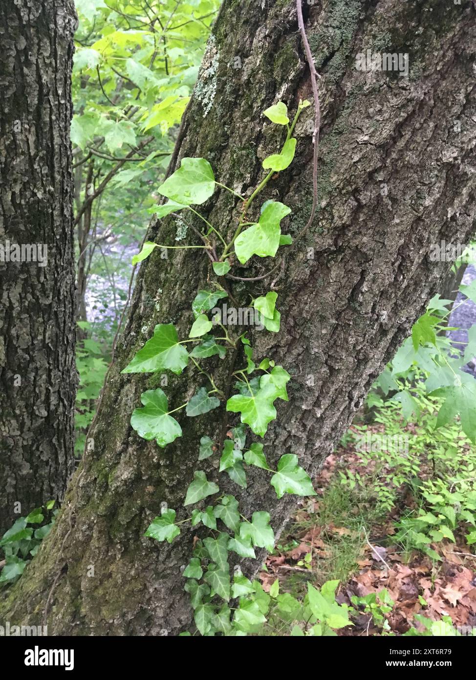common ivy (Hedera helix) Plantae Stock Photo - Alamy