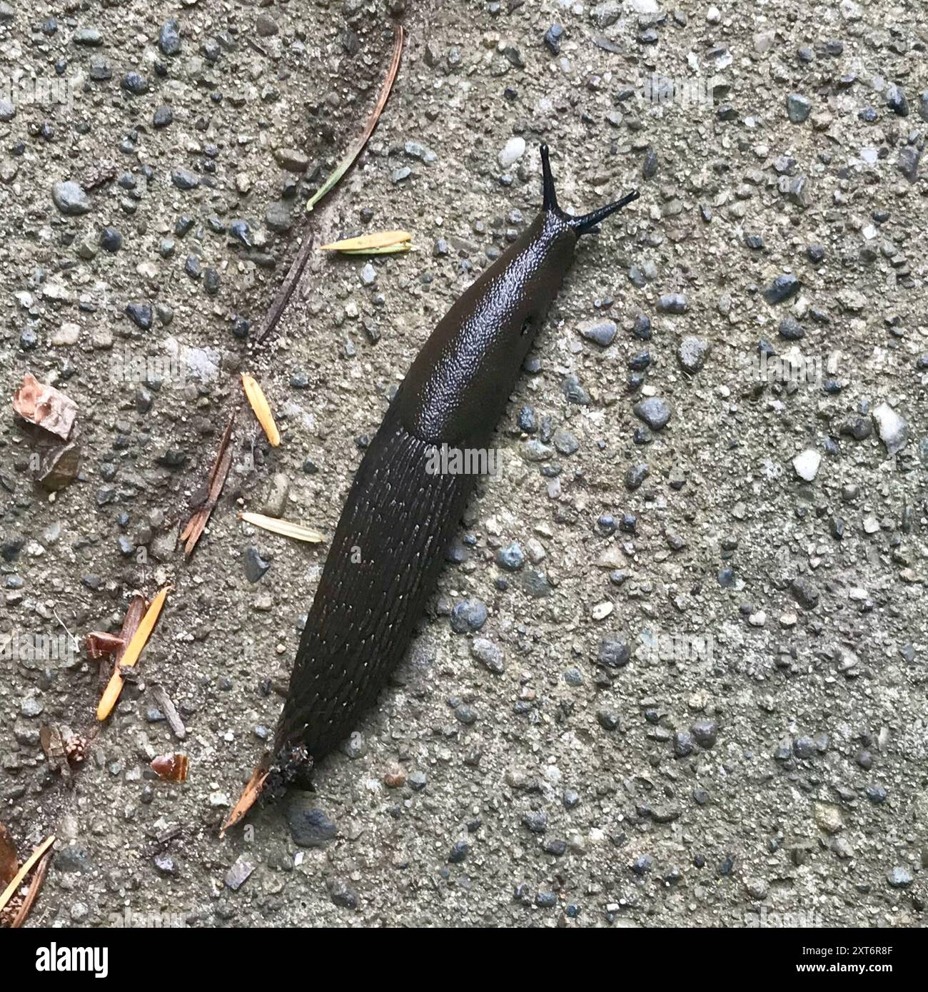 ater-group Arion Slugs (Arion) Mollusca Stock Photo - Alamy