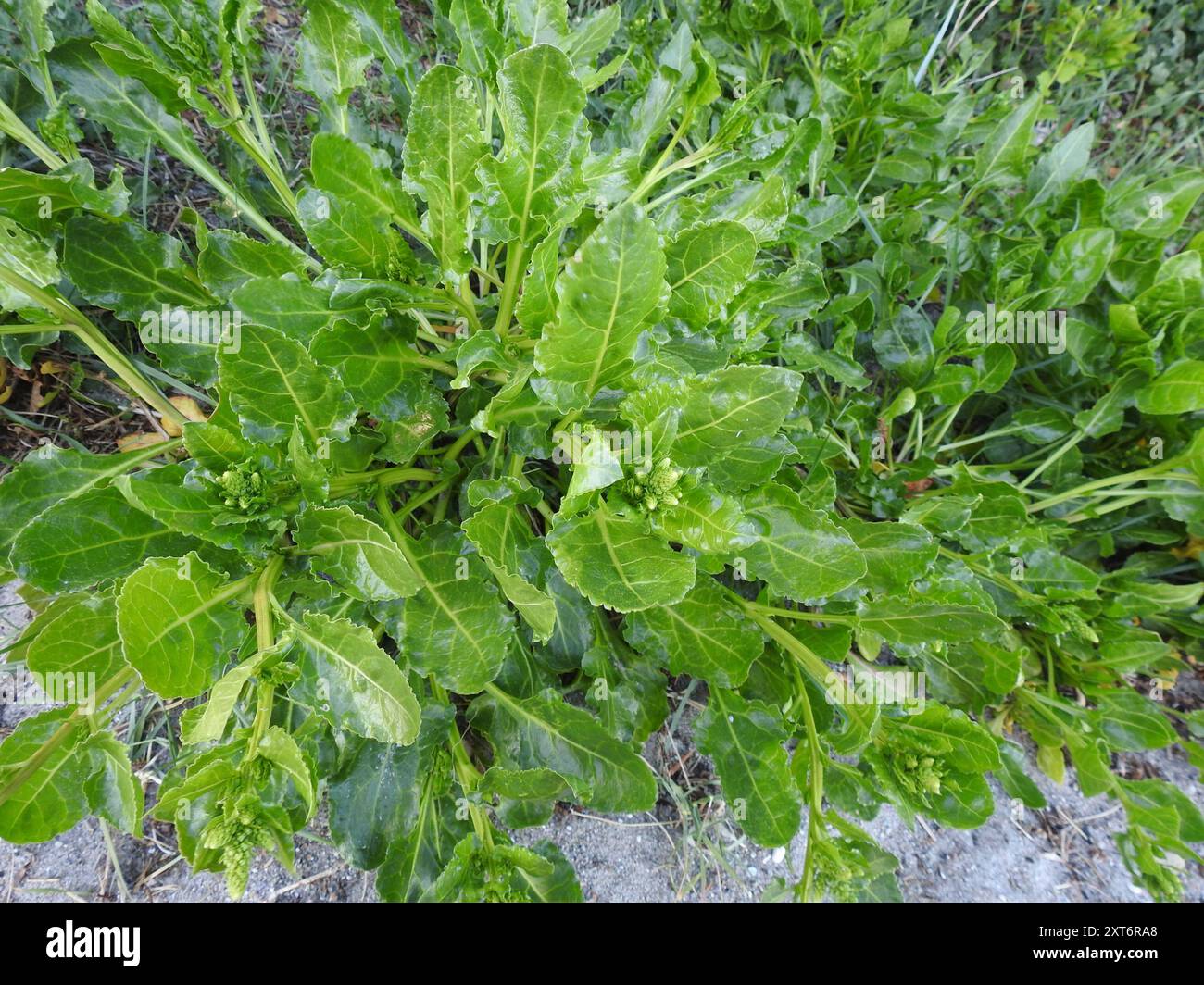 sea beet (Beta vulgaris maritima) Plantae Stock Photo - Alamy