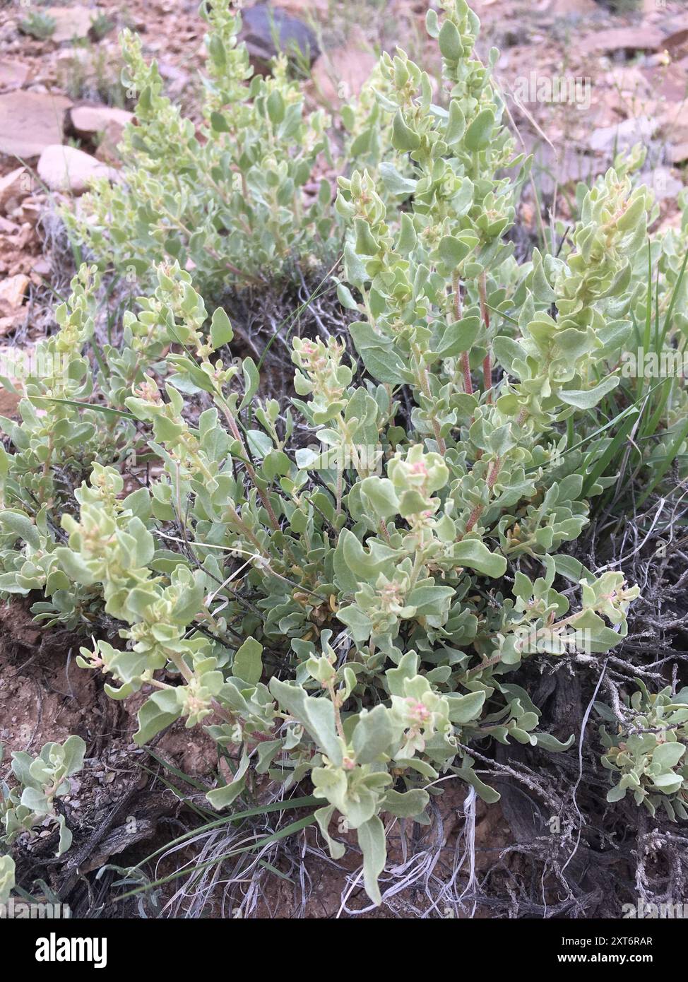 Shadscale Saltbush (Atriplex confertifolia) Plantae Stock Photo - Alamy