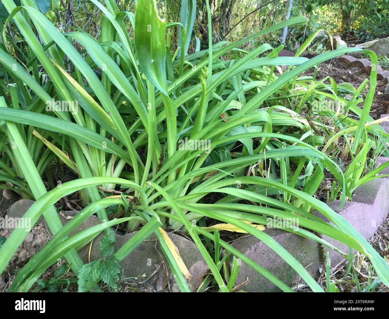 plants (Plantae) Plantae Stock Photo - Alamy