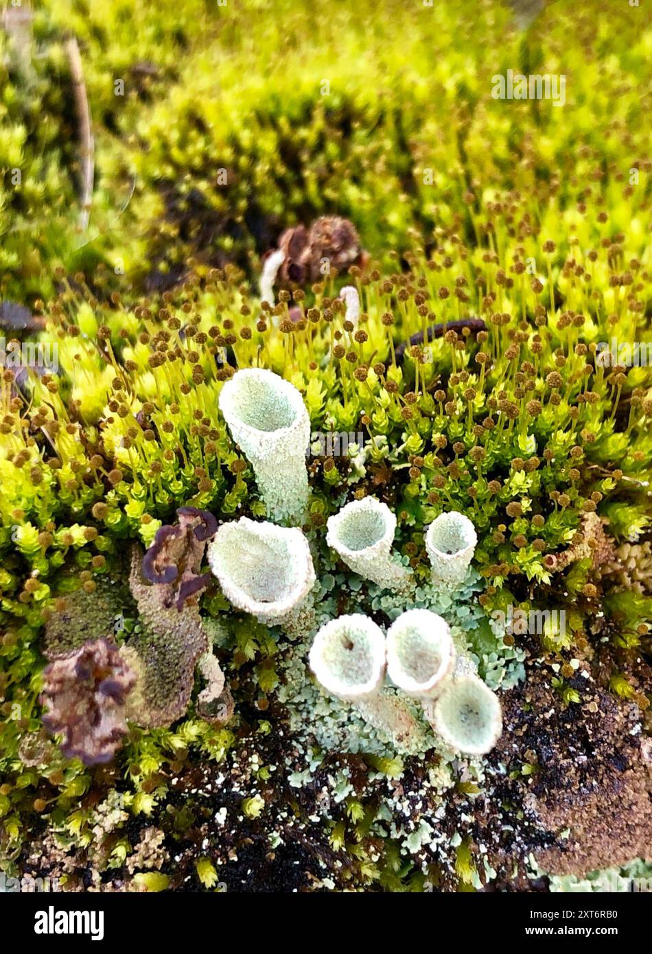 Trumpet Lichen (Cladonia fimbriata) Fungi Stock Photo - Alamy
