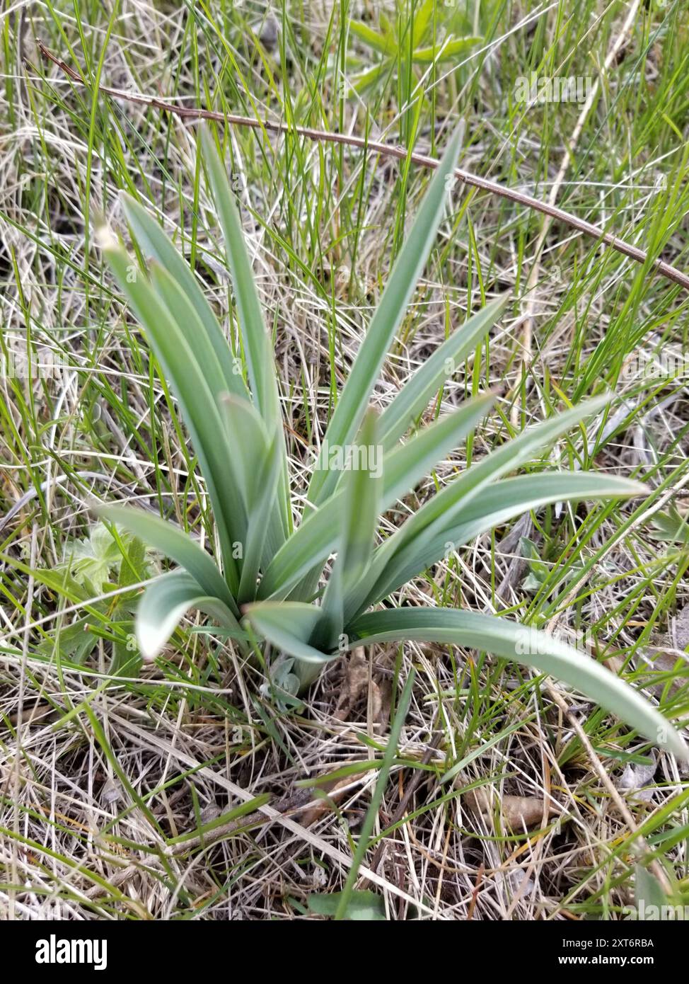monocots (Liliopsida) Plantae Stock Photo - Alamy