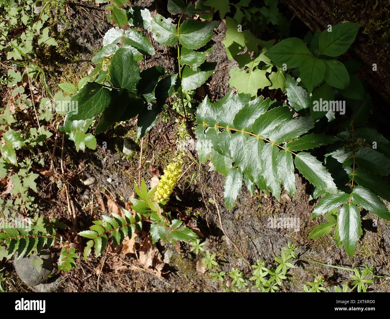 Cascade Oregon-grape (Berberis nervosa) Plantae Stock Photo - Alamy
