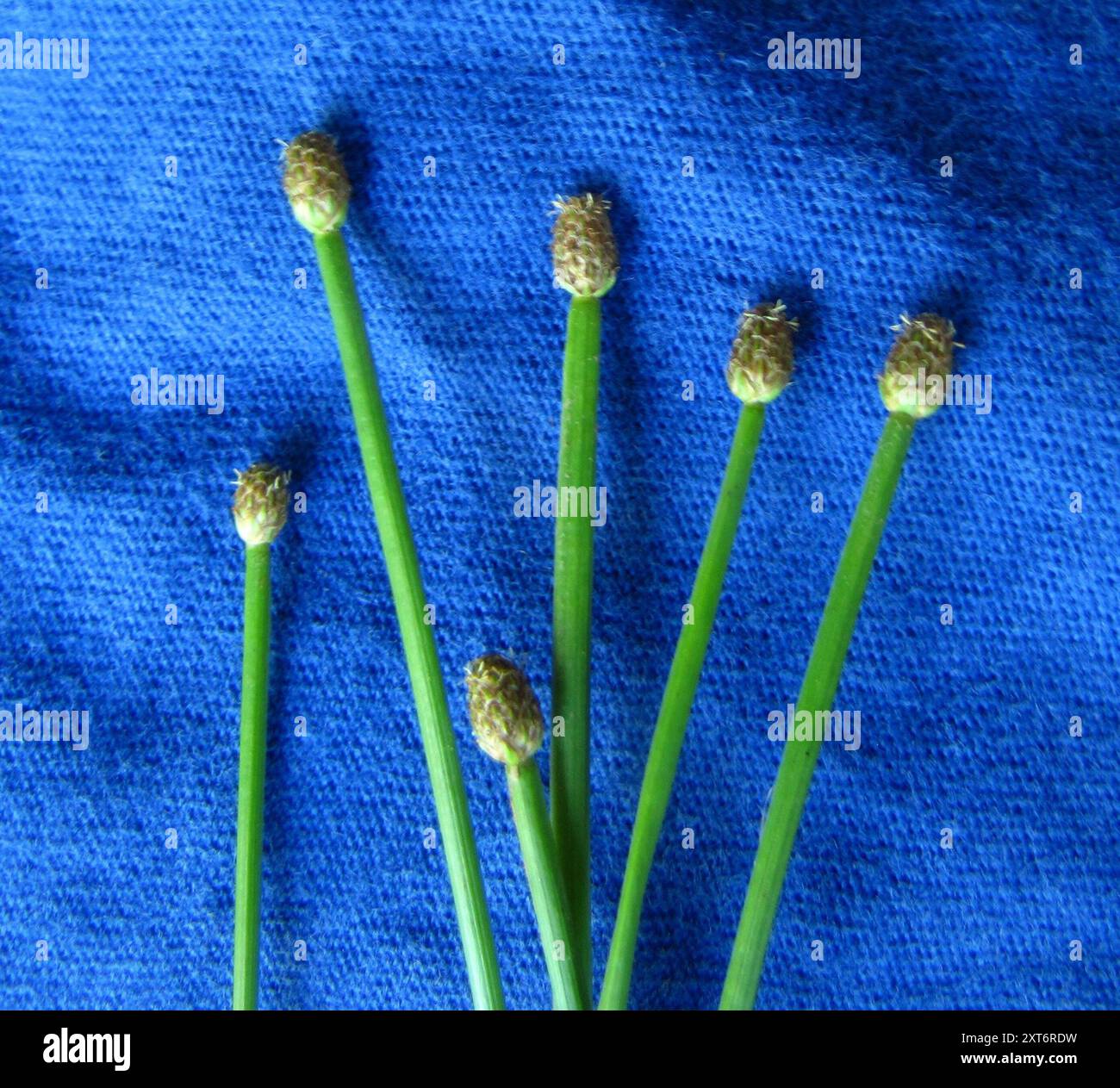 Blunt Spikerush (Eleocharis obtusa) Plantae Stock Photo - Alamy