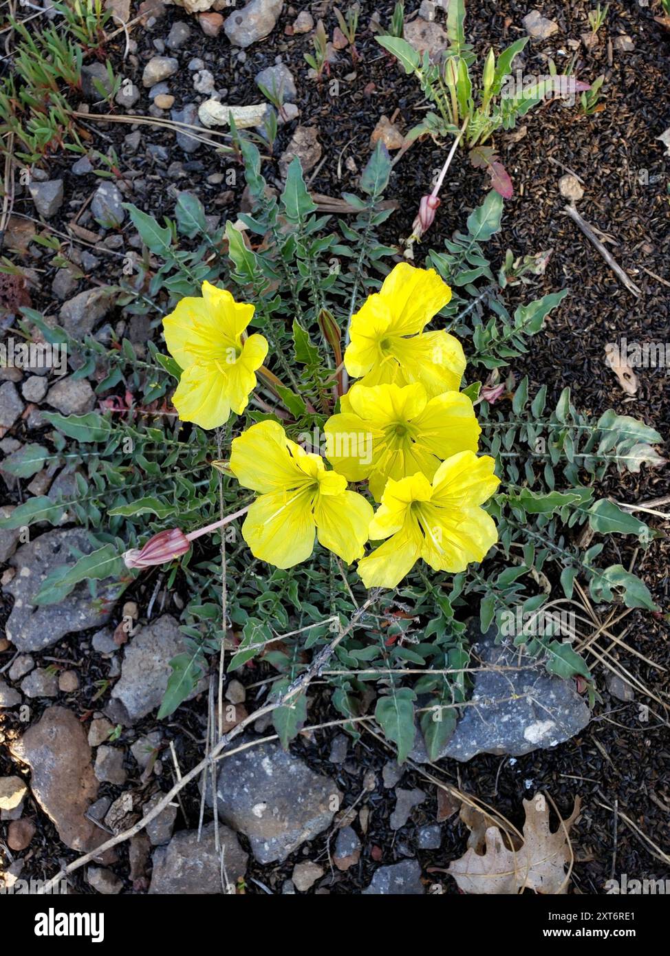 Yellow Evening Primrose (Oenothera flava) Plantae Stock Photo - Alamy