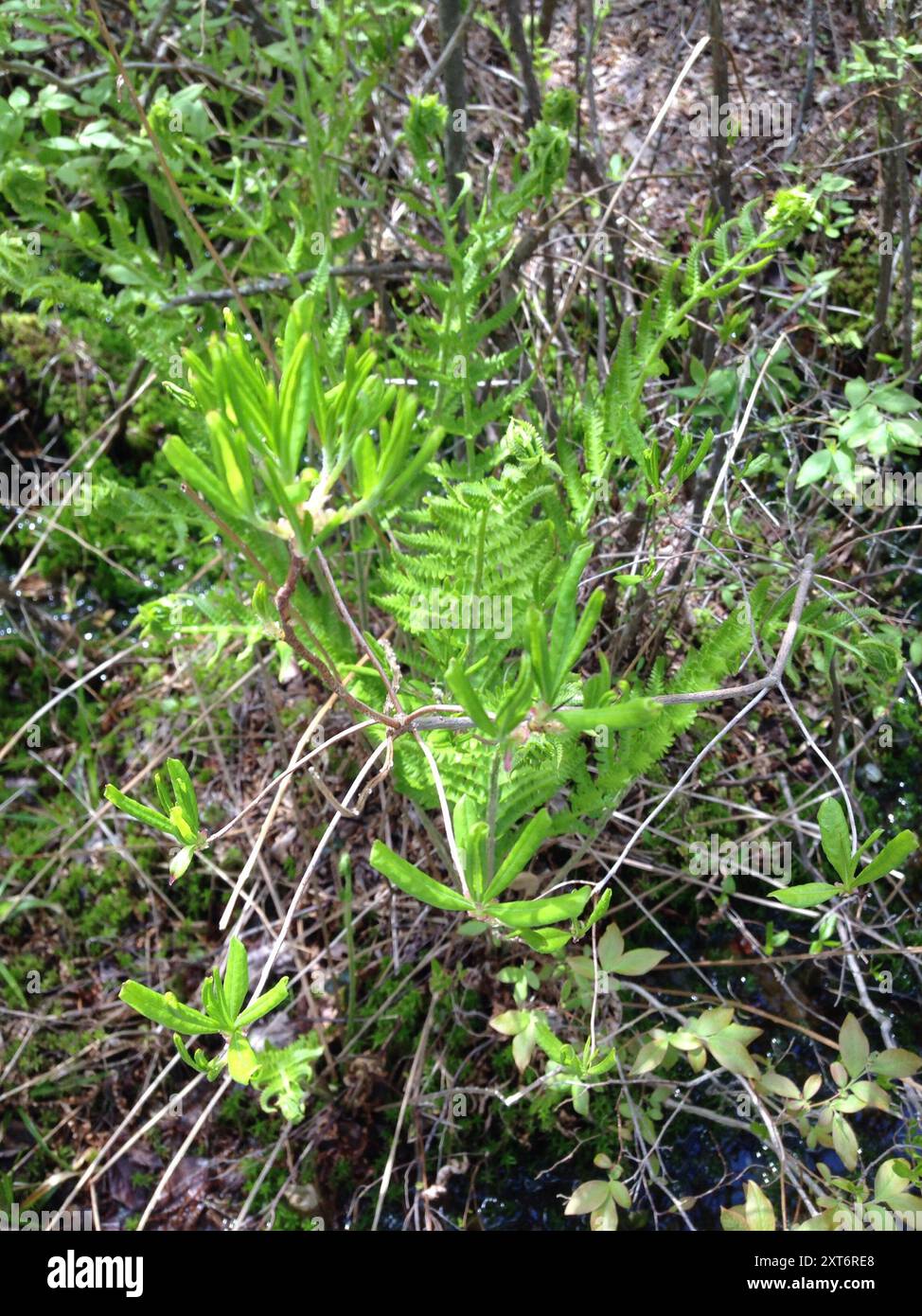 swamp azalea (Rhododendron viscosum) Plantae Stock Photo - Alamy