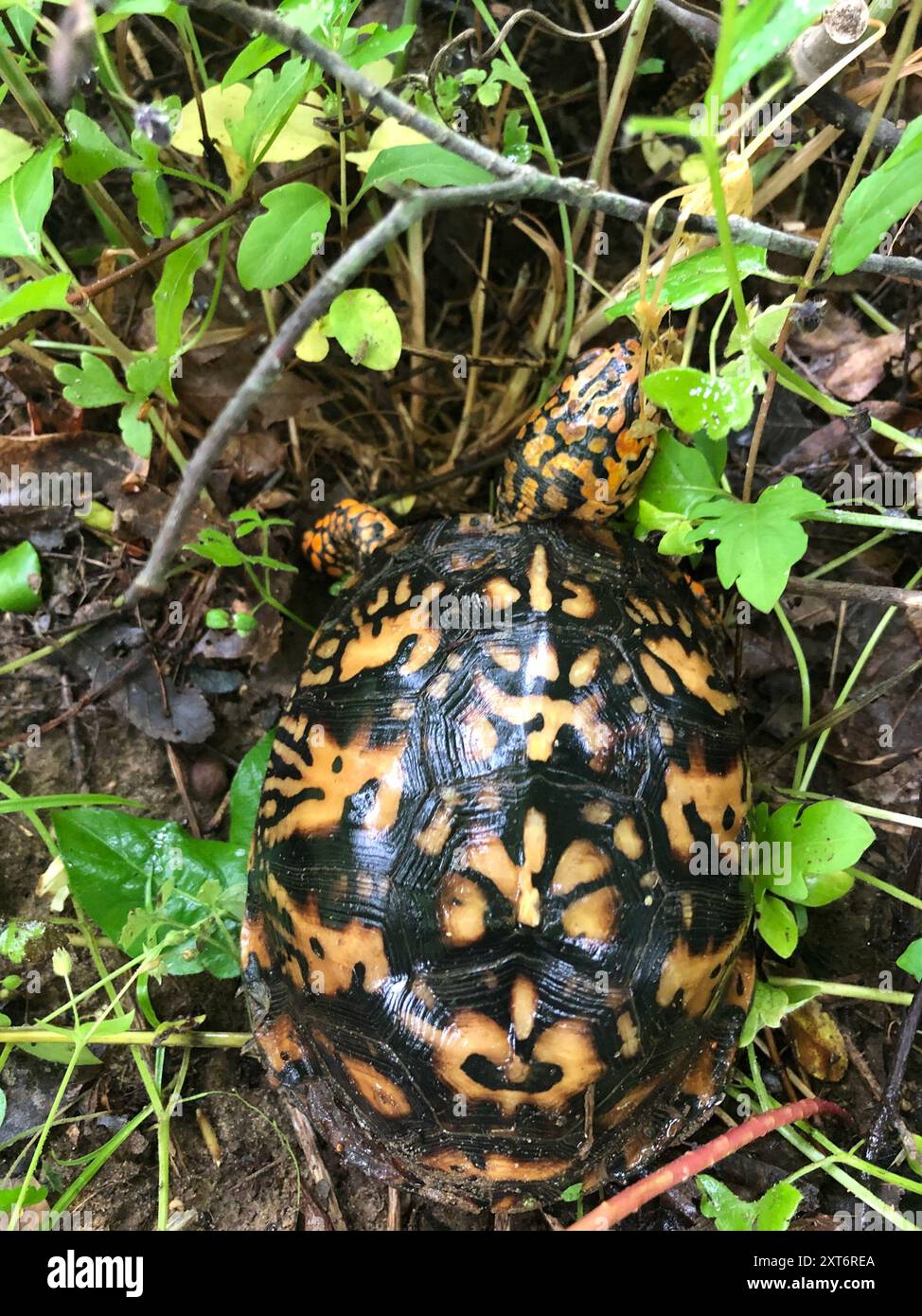 Eastern Box Turtle (Terrapene carolina carolina) Reptilia Stock Photo ...