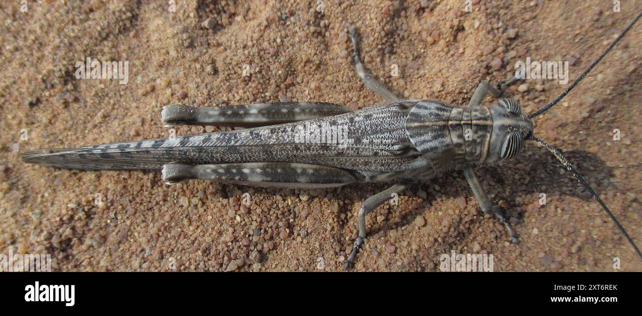 Tree Locust (Anacridium moestum) Insecta Stock Photo - Alamy