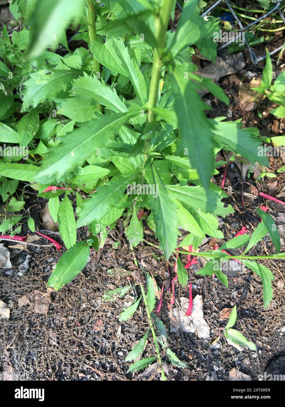 Virginia pepperweed (Lepidium virginicum) Plantae Stock Photo - Alamy