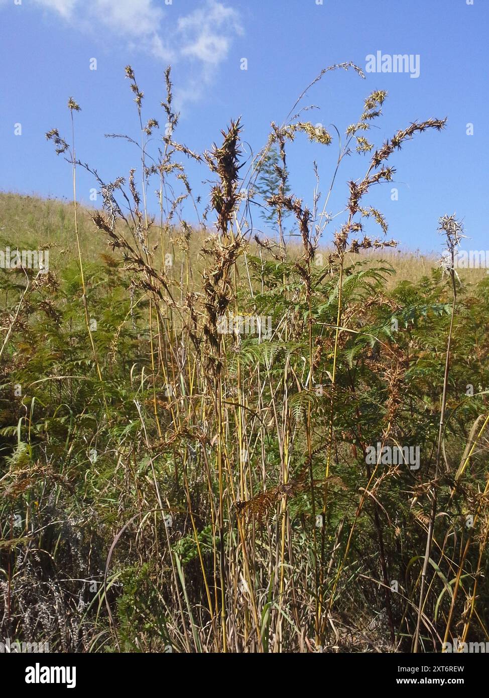 Turpentine grass hi-res stock photography and images - Alamy