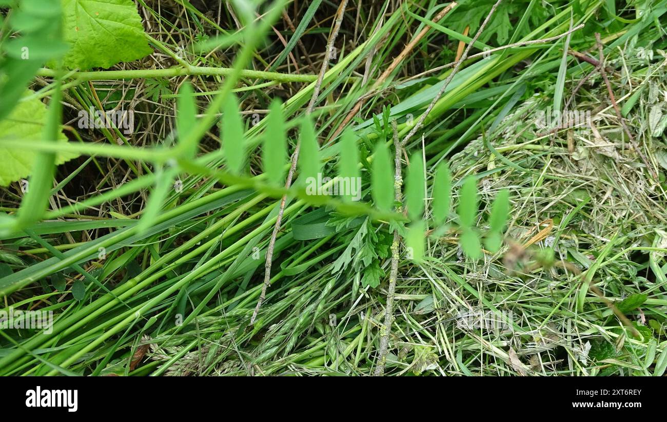Vetches (Vicia) Plantae Stock Photo - Alamy