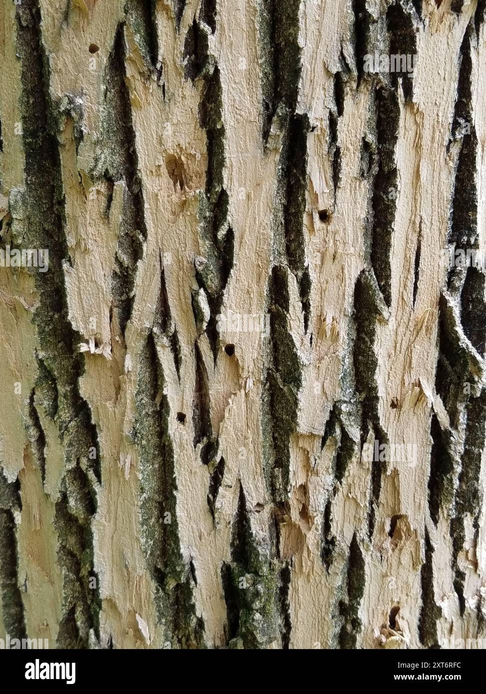 Emerald Ash Borer (Agrilus planipennis) Insecta Stock Photo - Alamy
