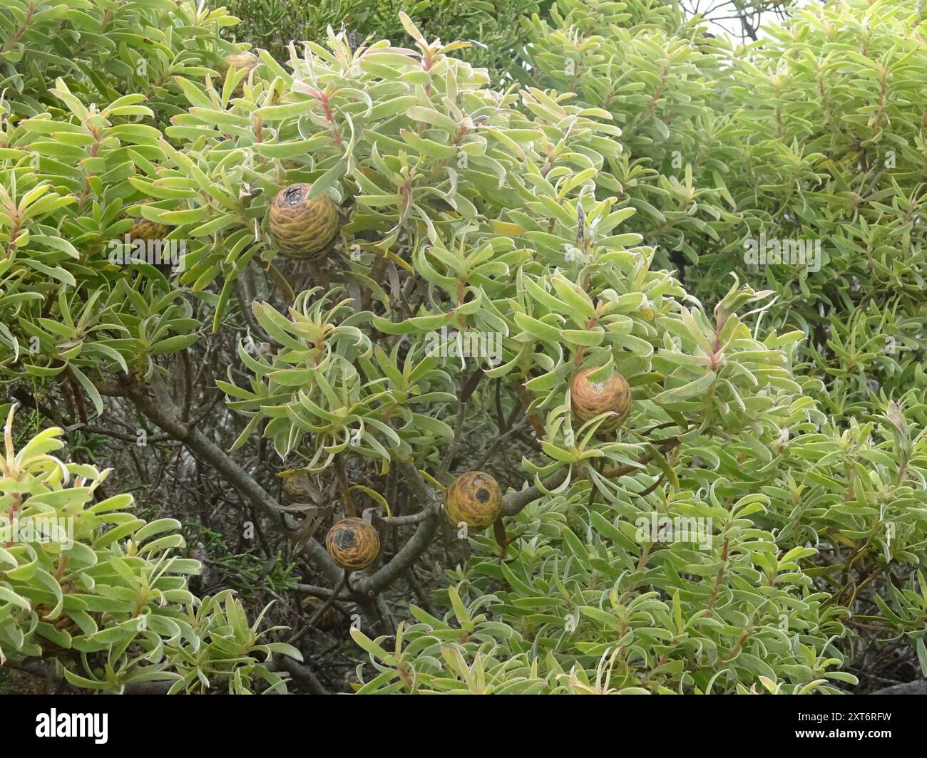 Leucadendron coniferum hi-res stock photography and images - Alamy