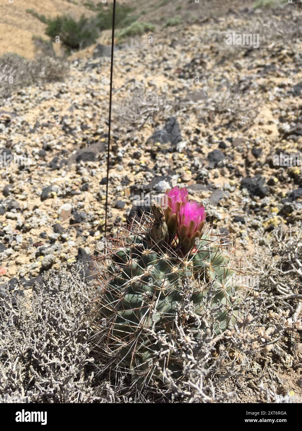 Colorado hookless cactus (Sclerocactus glaucus) Plantae Stock Photo - Alamy