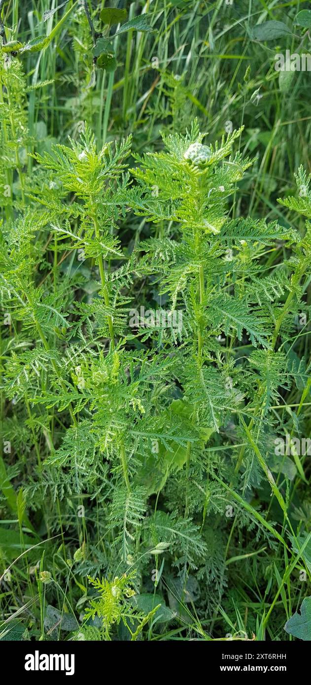 Noble Yarrow (Achillea nobilis) Plantae Stock Photo - Alamy