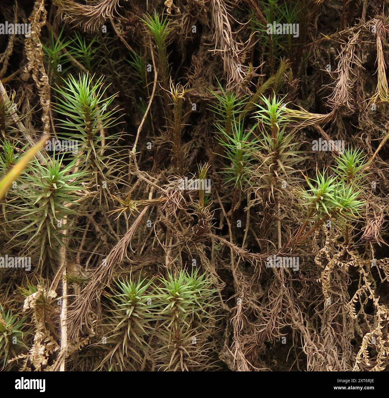 haircap mosses (Polytrichum) Plantae Stock Photo - Alamy