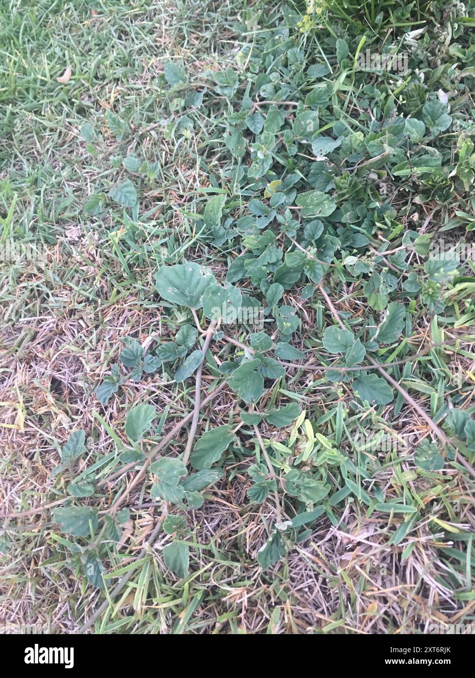 Spiderlings (Boerhavia) Plantae Stock Photo - Alamy