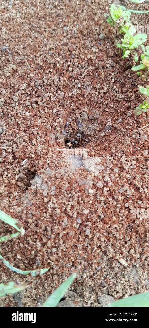 Wood, Mound, and Field Ants (Formica) Insecta Stock Photo - Alamy