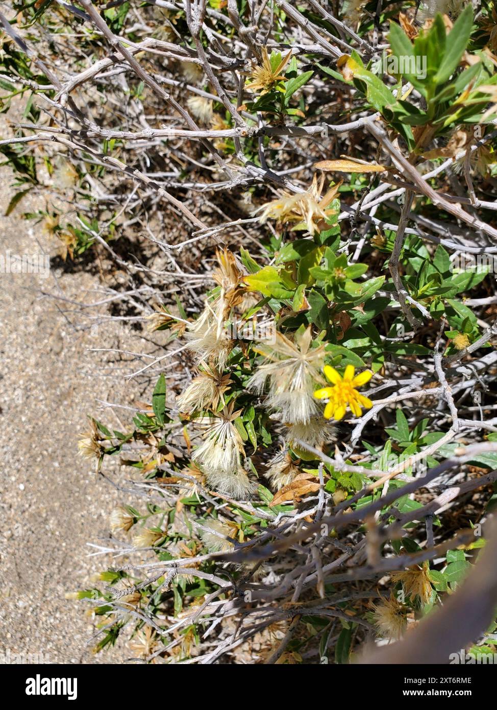 American threefold (Trixis californica) Plantae Stock Photo - Alamy
