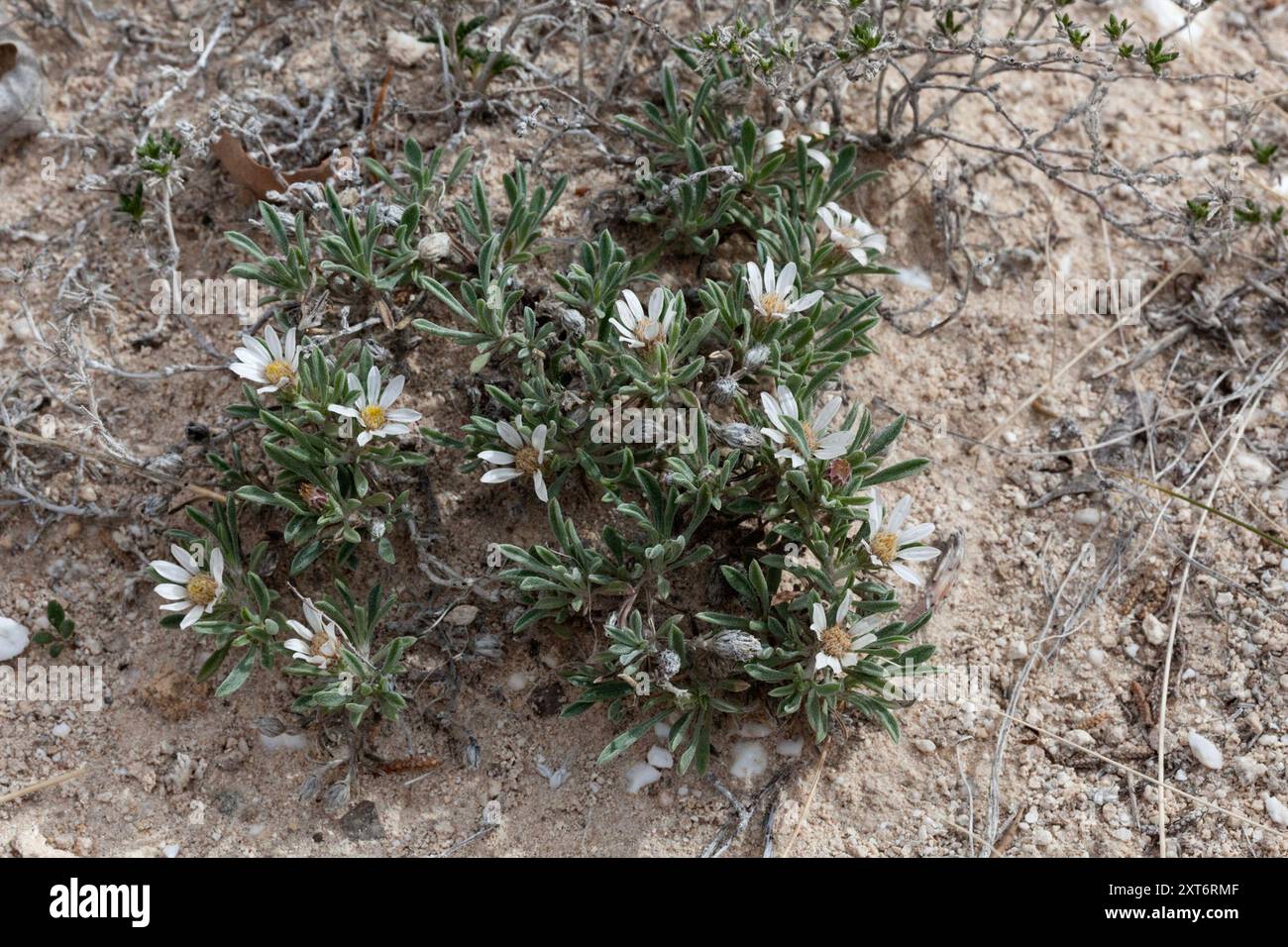 Gypsum-loving Ground-Daisy (Townsendia gypsophila) Plantae Stock Photo ...