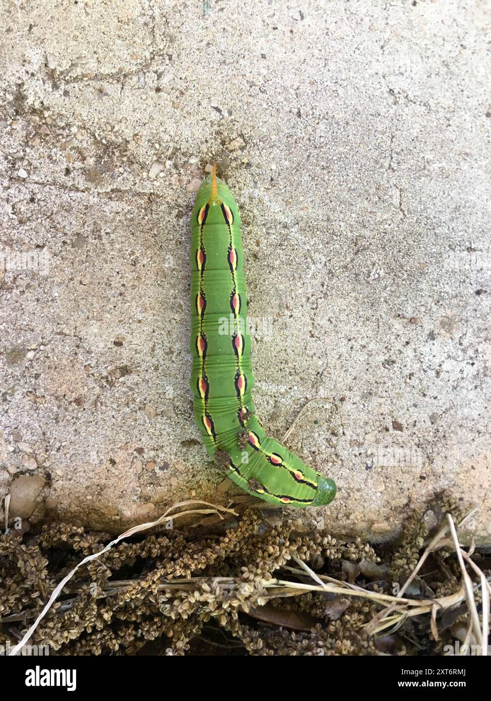 White-lined Sphinx (Hyles lineata) Insecta Stock Photo - Alamy