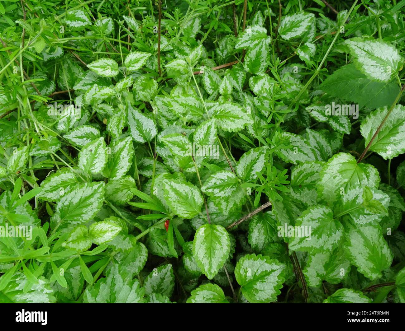 Variegated Yellow Archangel (Lamium galeobdolon argentatum) Plantae ...