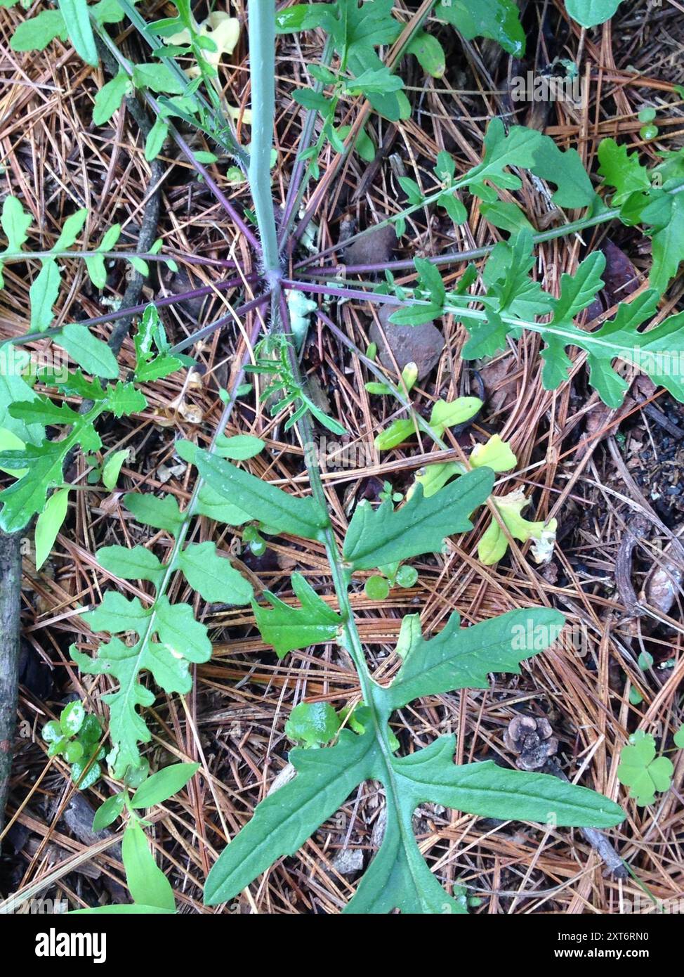 Jointed Charlock (Raphanus raphanistrum) Plantae Stock Photo - Alamy