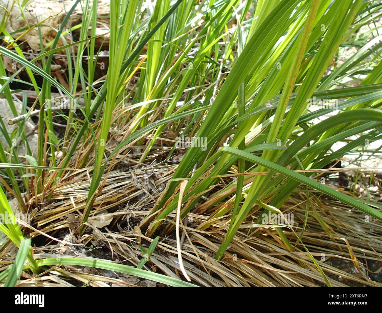 sedges (Cyperaceae) Plantae Stock Photo - Alamy